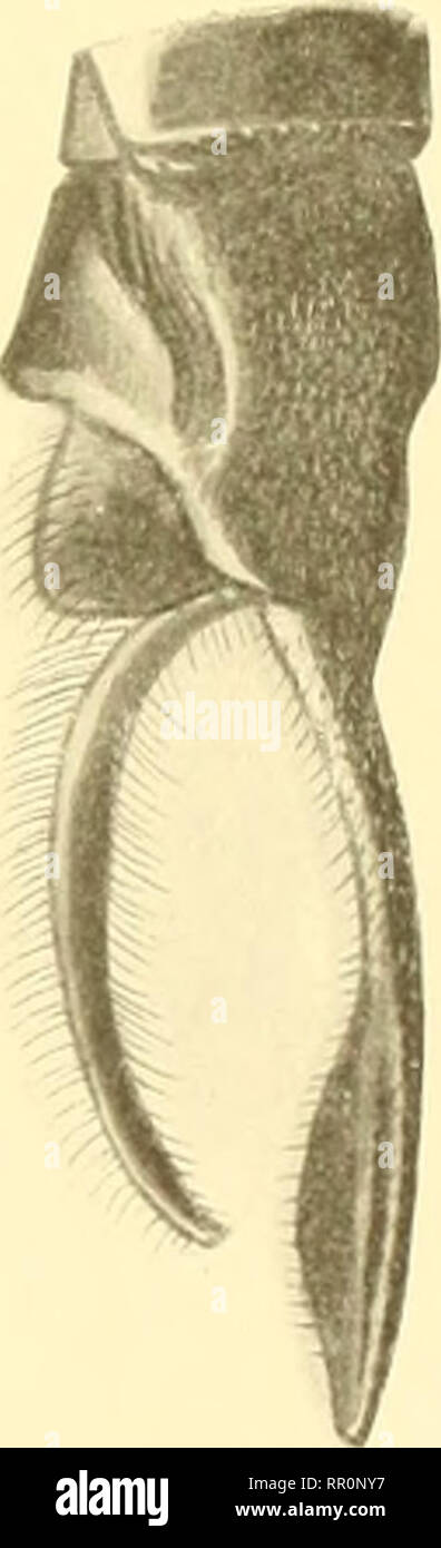 Occipital triangle hi-res stock photography and images - Alamy