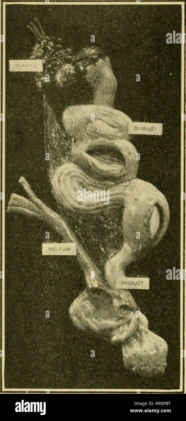 Frogs embryos hi-res stock photography and images - Alamy