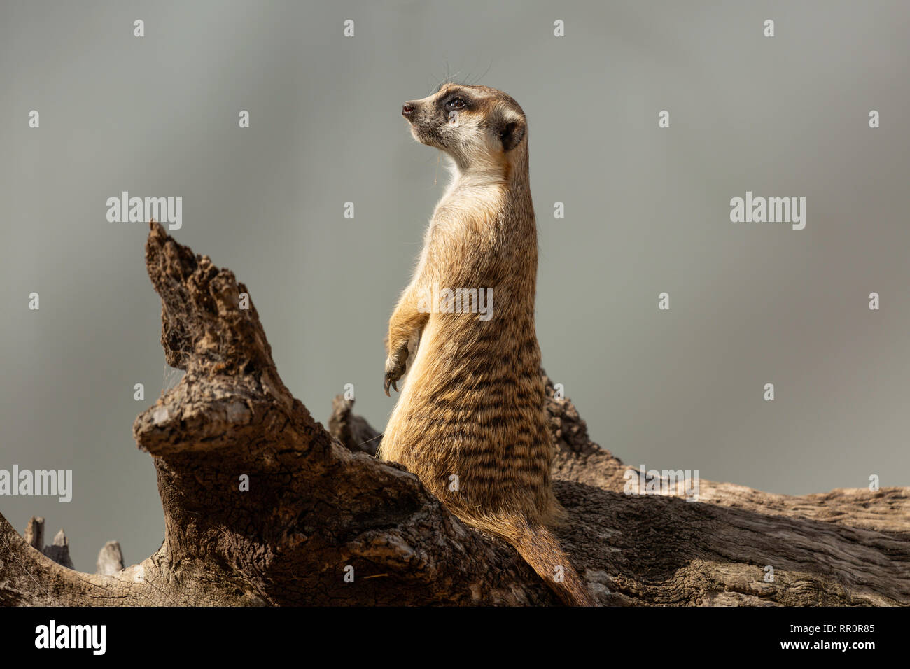 Meerkat looking around as Meerkat's do Stock Photo - Alamy
