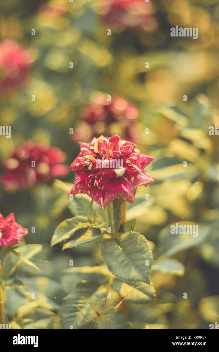 The sad vintage rose that is heartbroken Stock Photo - Alamy