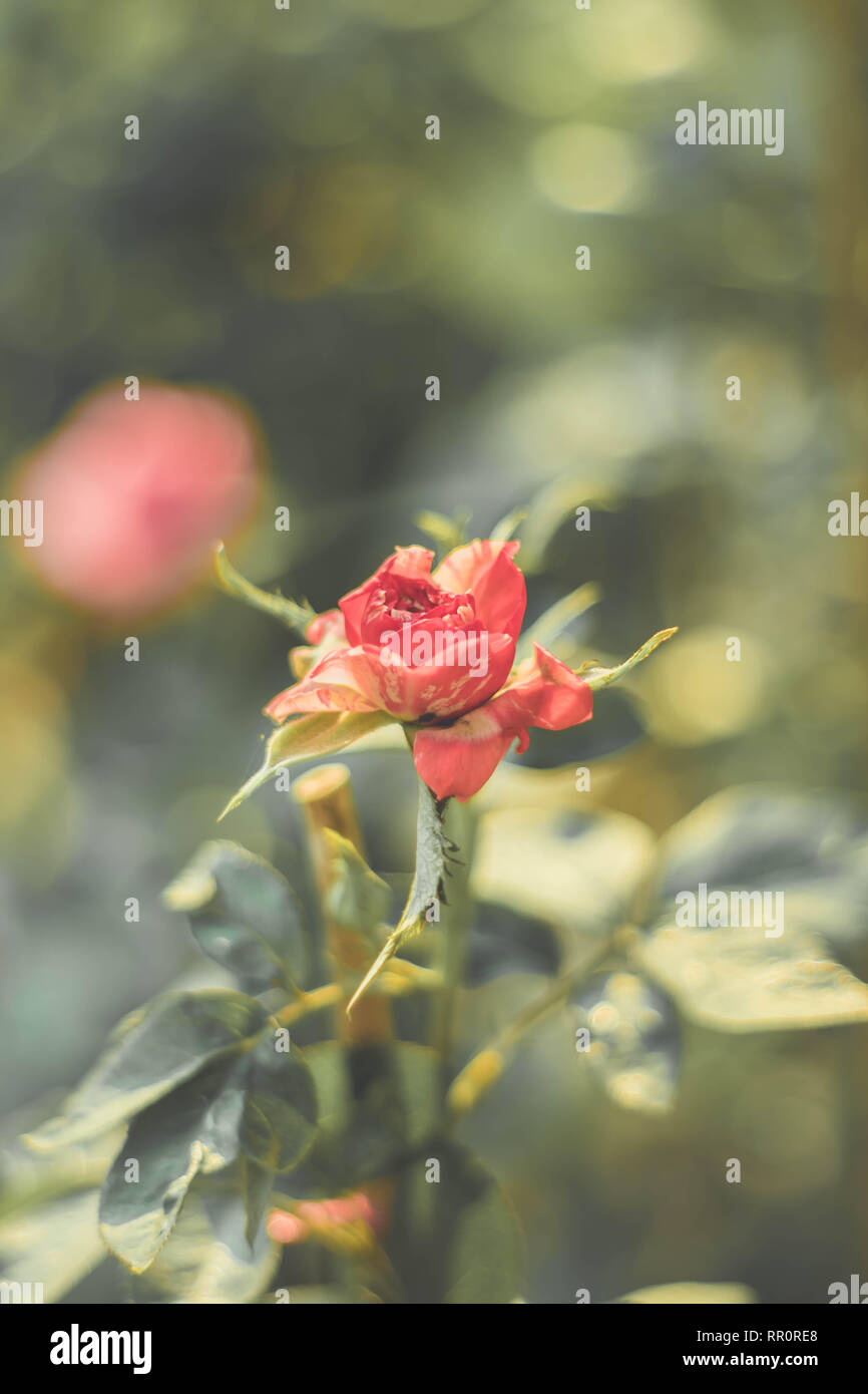 The sad vintage rose that is heartbroken Stock Photo - Alamy