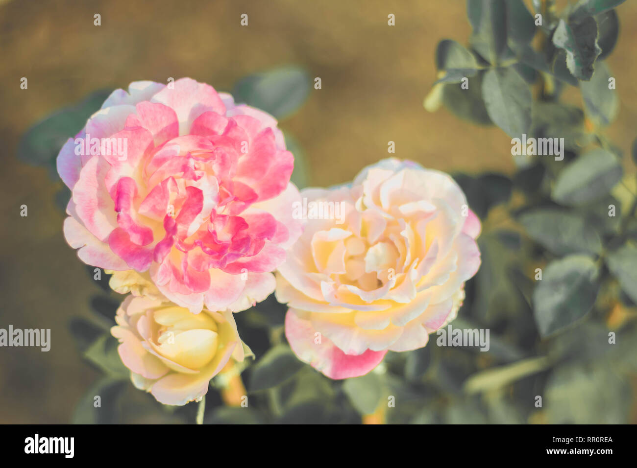 The sad vintage rose that is heartbroken Stock Photo - Alamy
