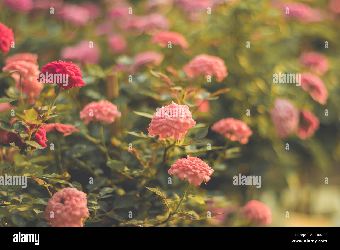 The sad vintage rose that is heartbroken Stock Photo - Alamy