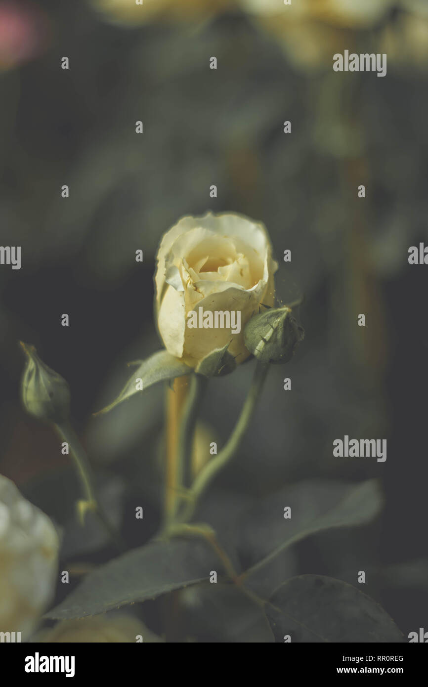 The sad vintage rose that is heartbroken Stock Photo - Alamy