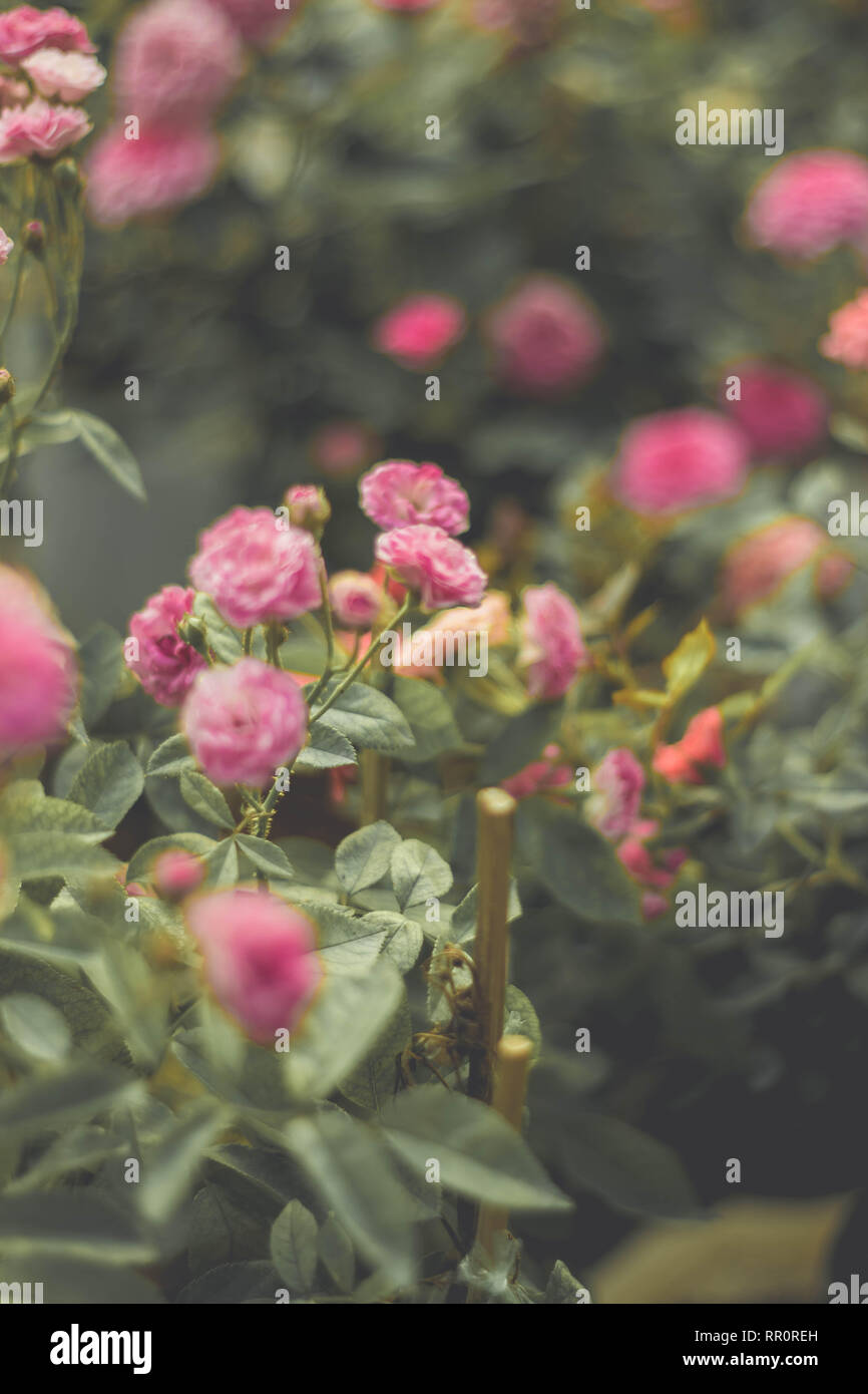 The sad vintage rose that is heartbroken Stock Photo - Alamy
