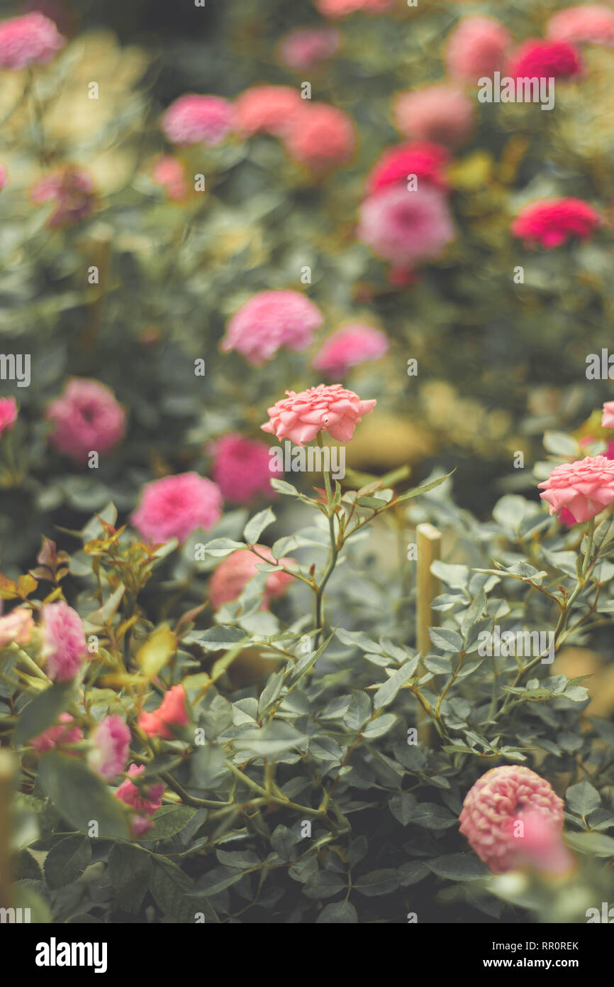 The sad vintage rose that is heartbroken Stock Photo - Alamy