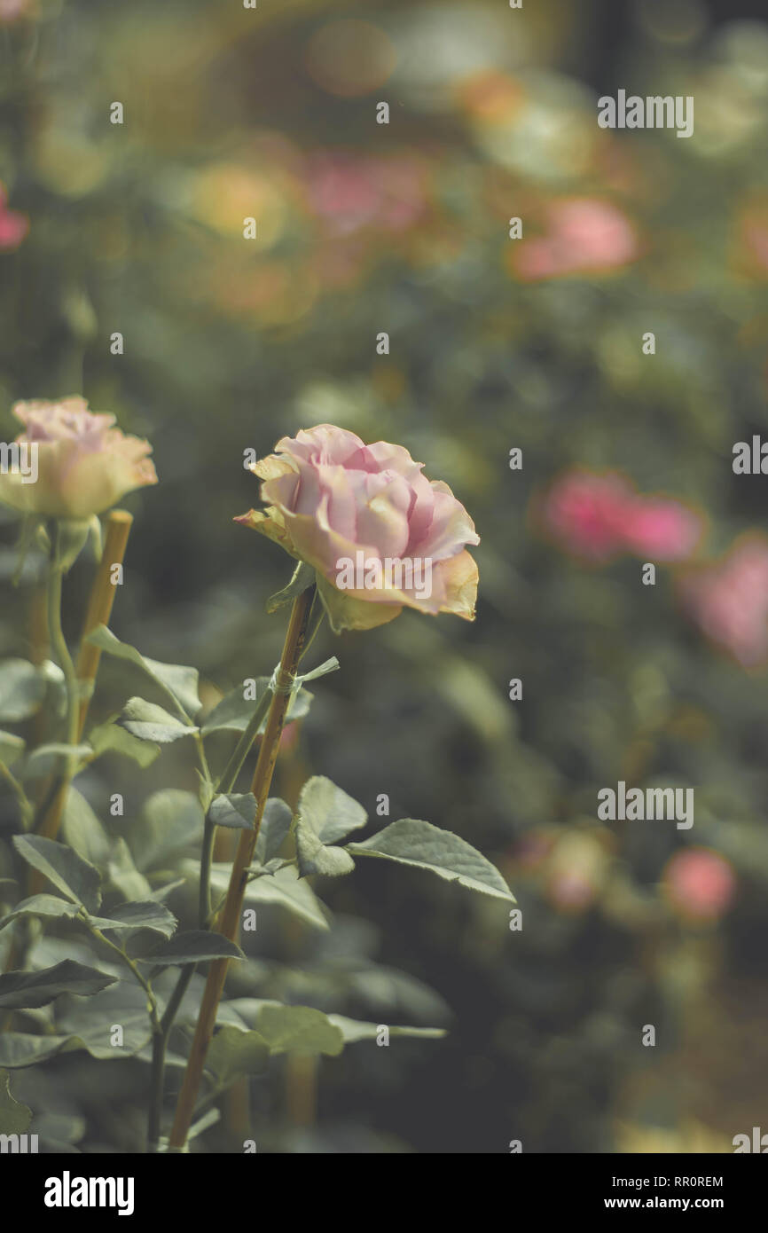 The sad vintage rose that is heartbroken Stock Photo - Alamy