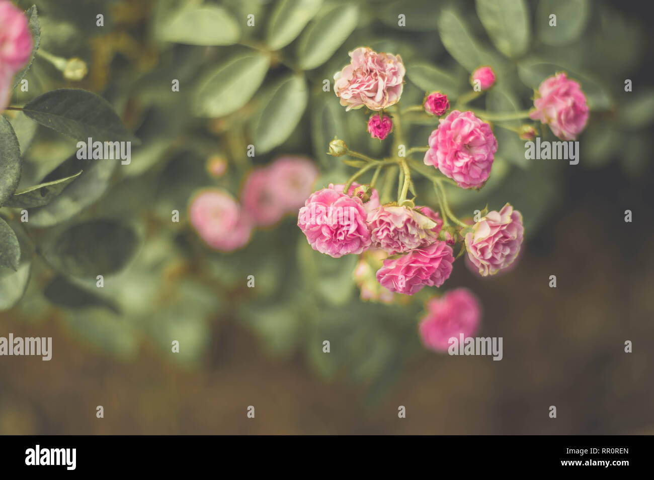 The sad vintage rose that is heartbroken Stock Photo - Alamy