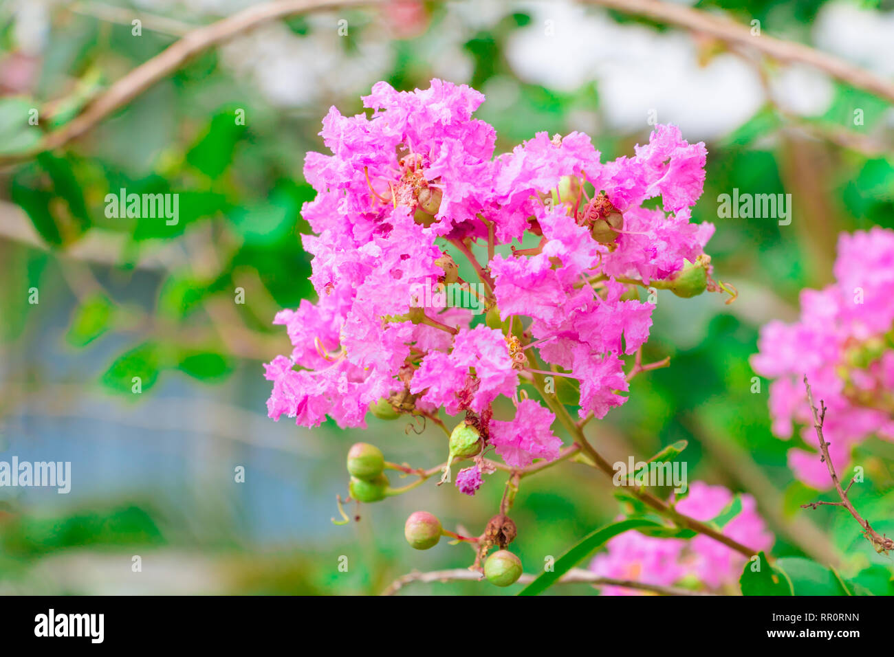Jarul hi-res stock photography and images - Alamy