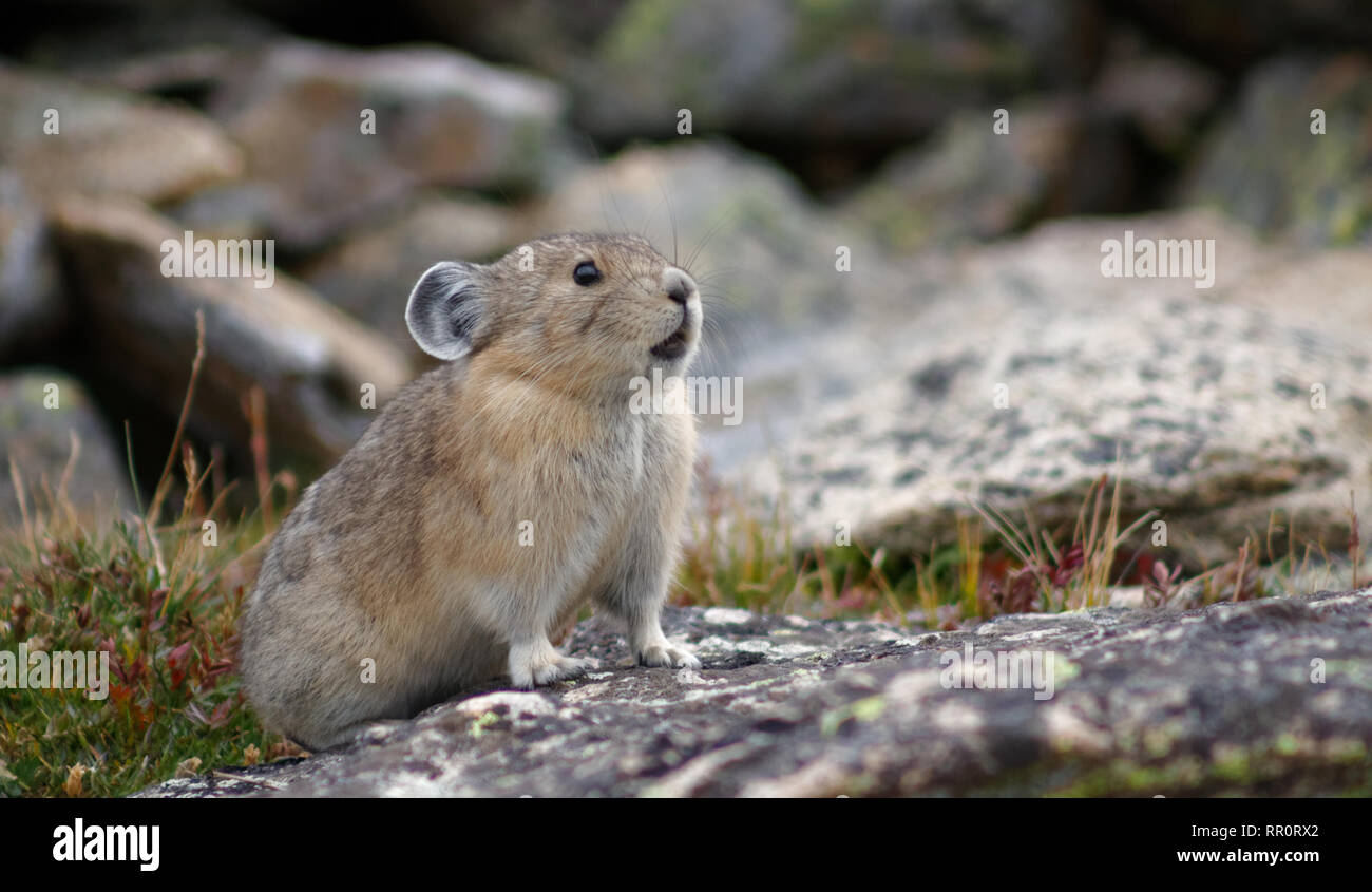 American pika rocky mountains colorado hi-res stock photography and ...