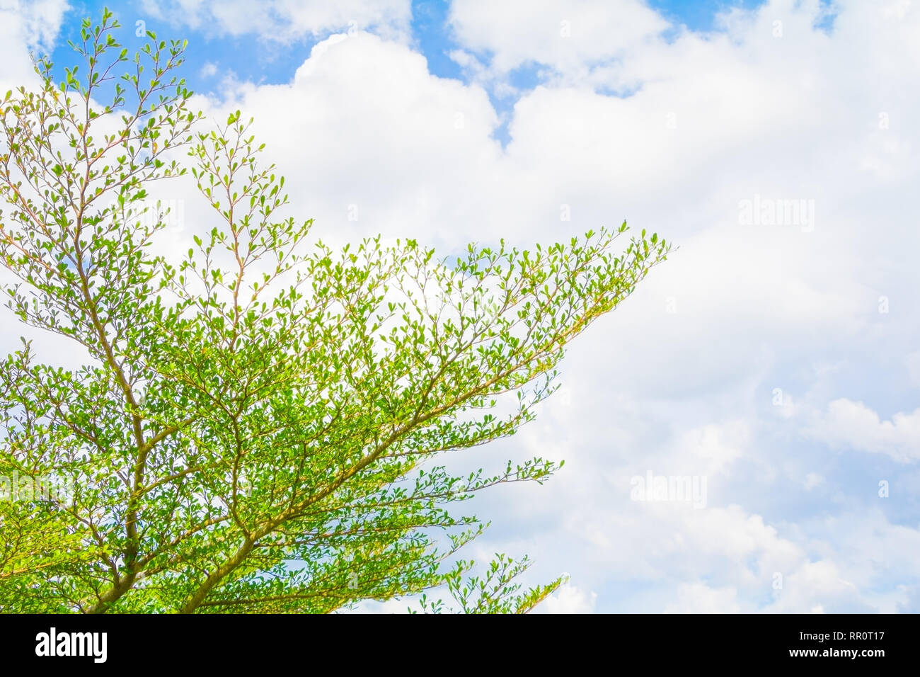 Small leaf green branch of tree tropical in nature on the sky ...