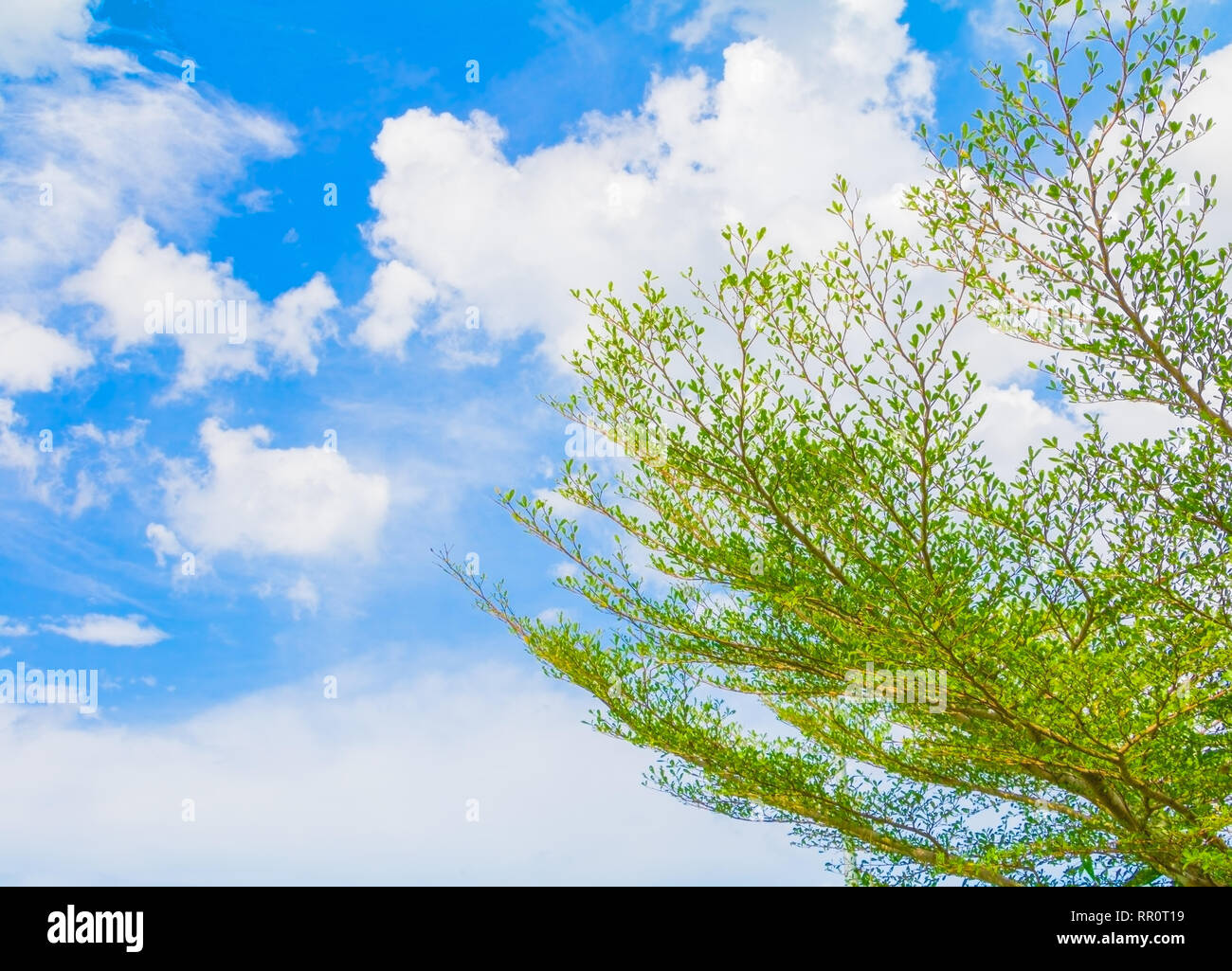 Small leaf green branch of tree tropical in nature on the sky ...