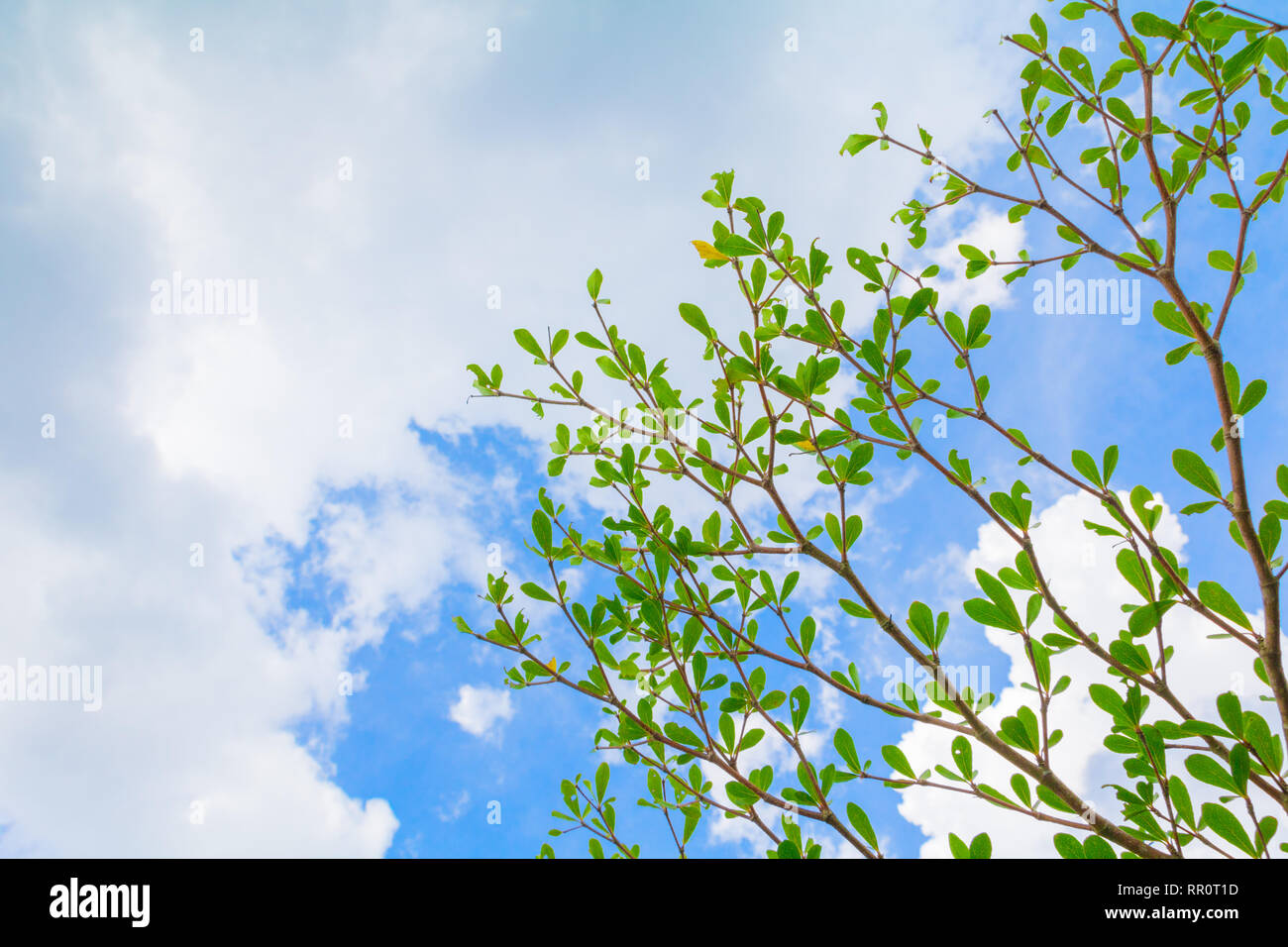 Small leaf green branch of tree tropical in nature on the sky ...