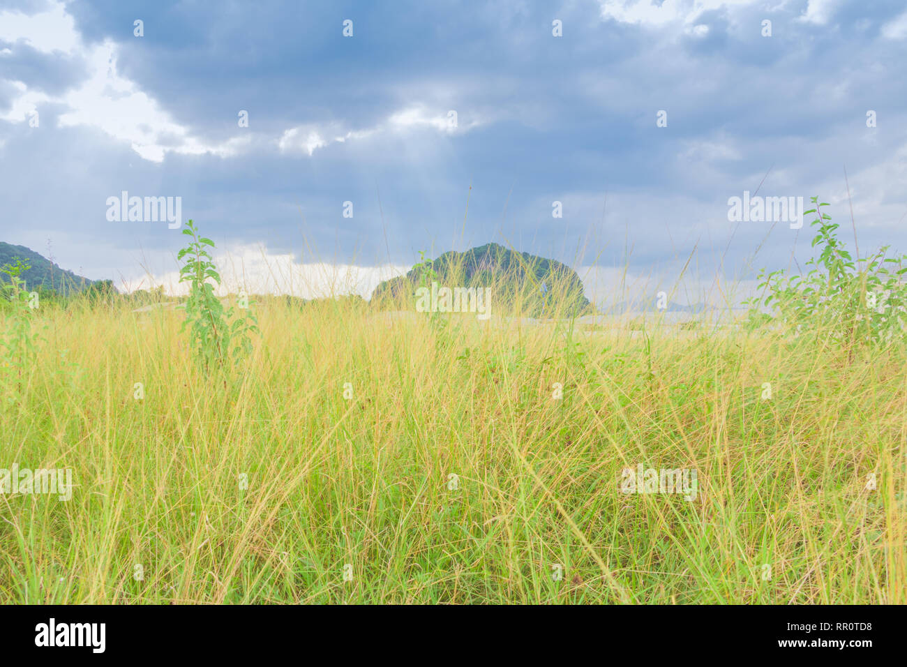 grass field leaf in summer nature landscape beautiful on the sky ...