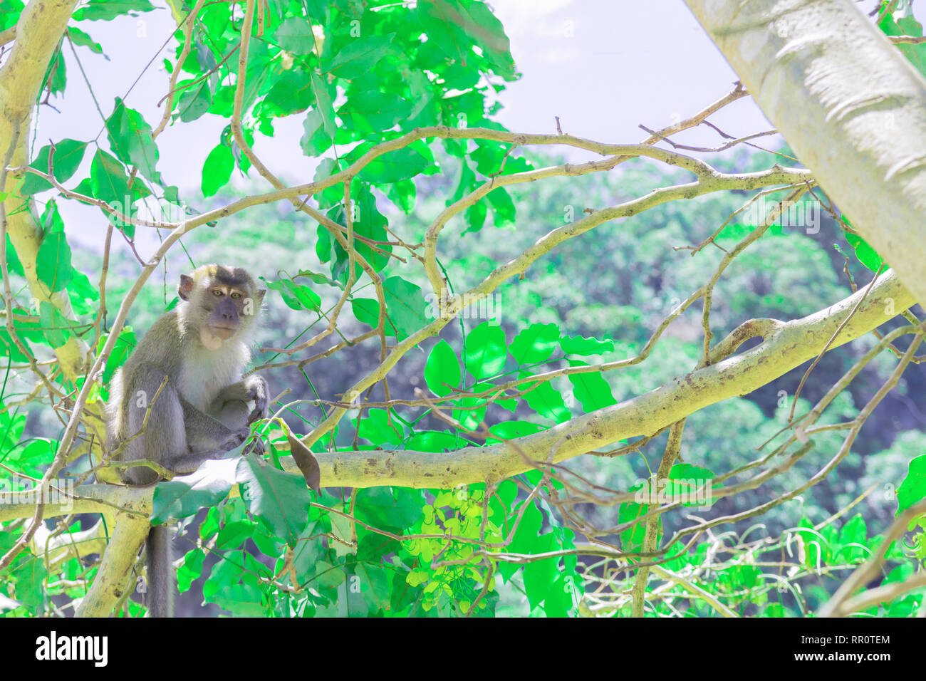 monkey sit on the tree lives in a natural forest with copy space add ...