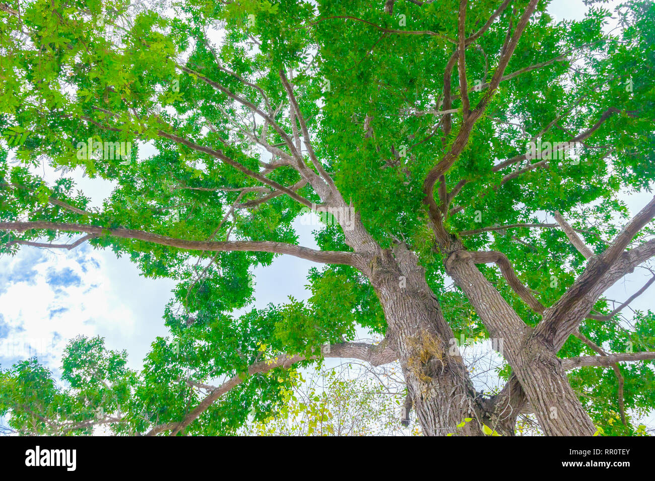 big tree trunk and branch leaf beautiful in the forest, bottom view ...