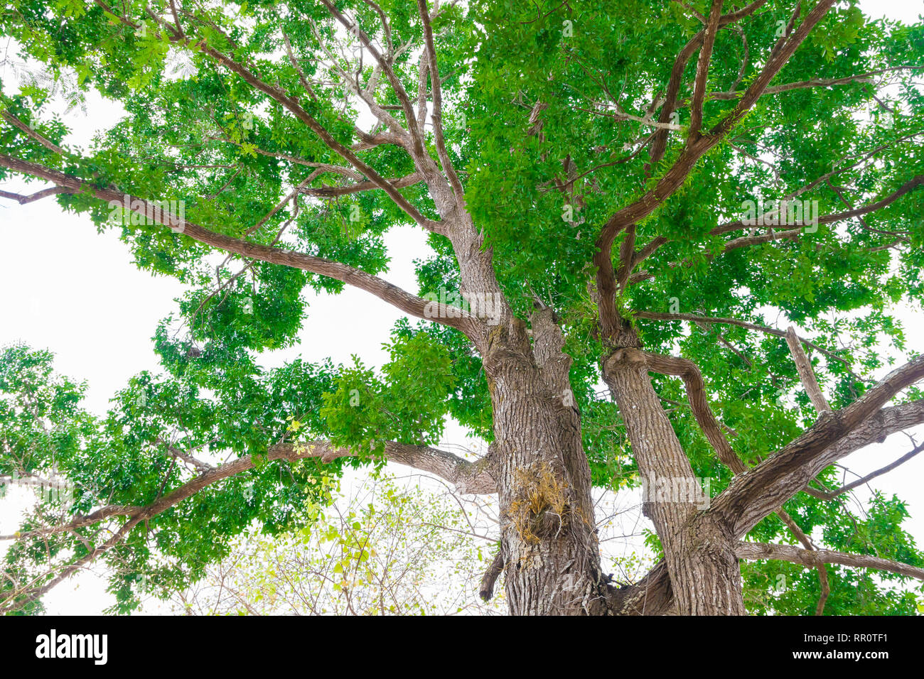 big tree trunk and branch leaf beautiful in the forest, bottom view ...