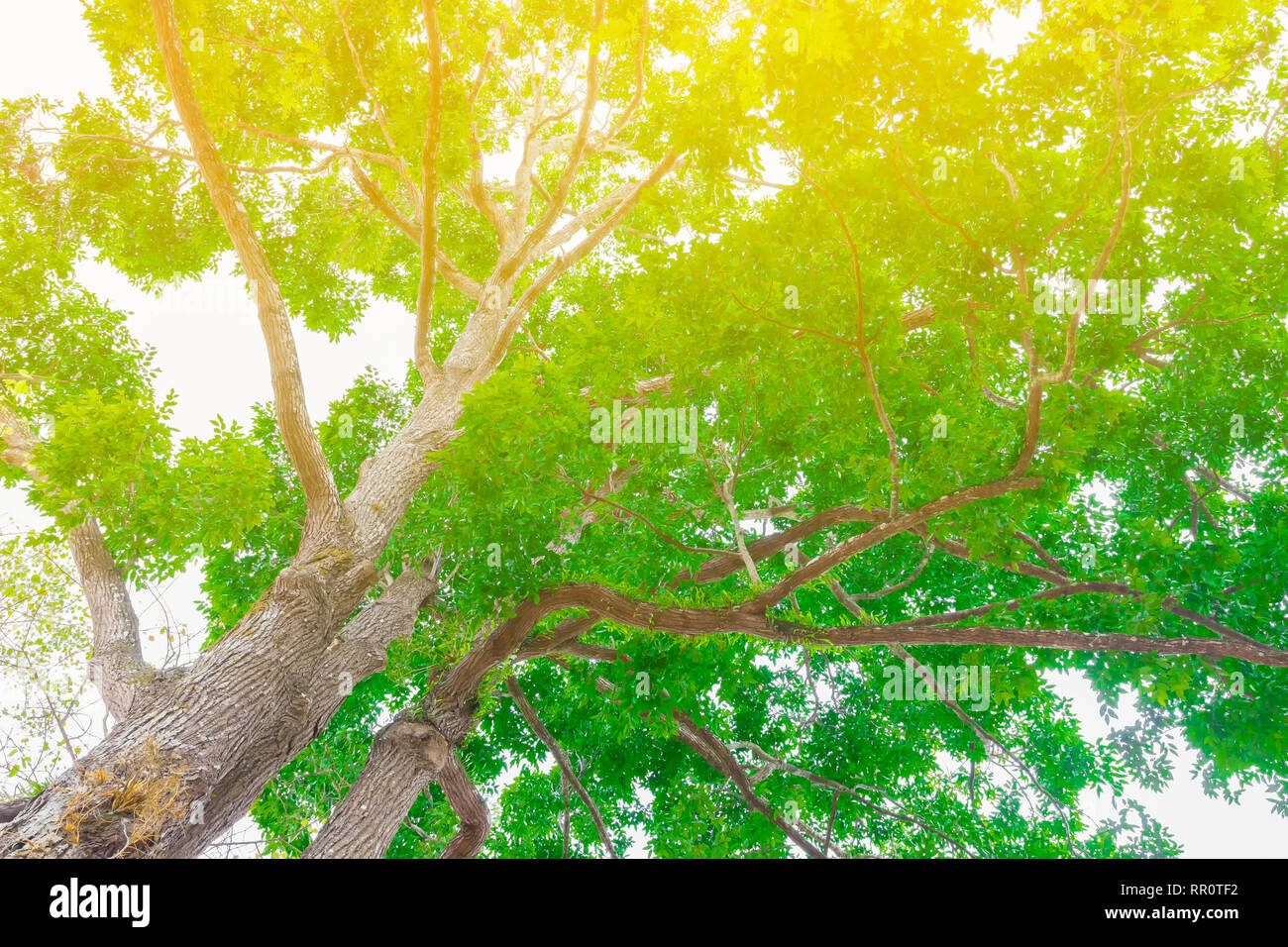 big tree trunk and branch leaf beautiful in the forest, bottom view ...