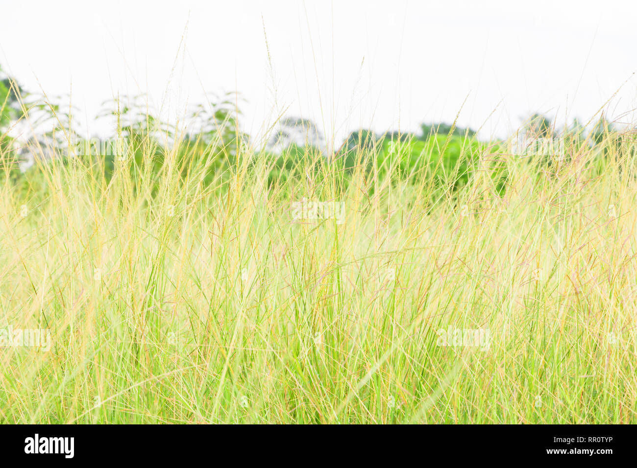 grass field leaf in summer nature landscape beautiful on the sky background with copy space add ...