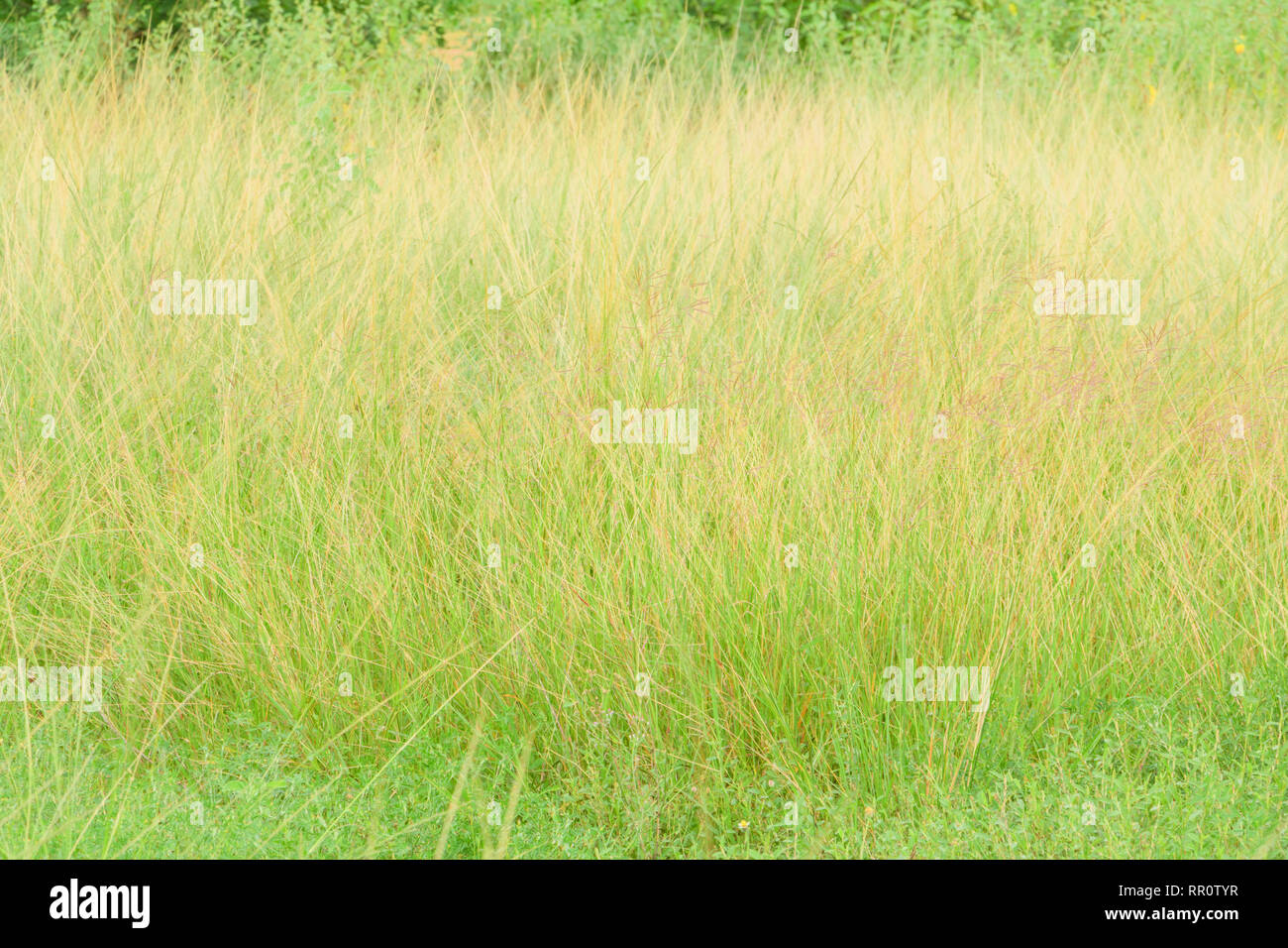 grass field leaf in summer nature landscape beautiful with copy space ...