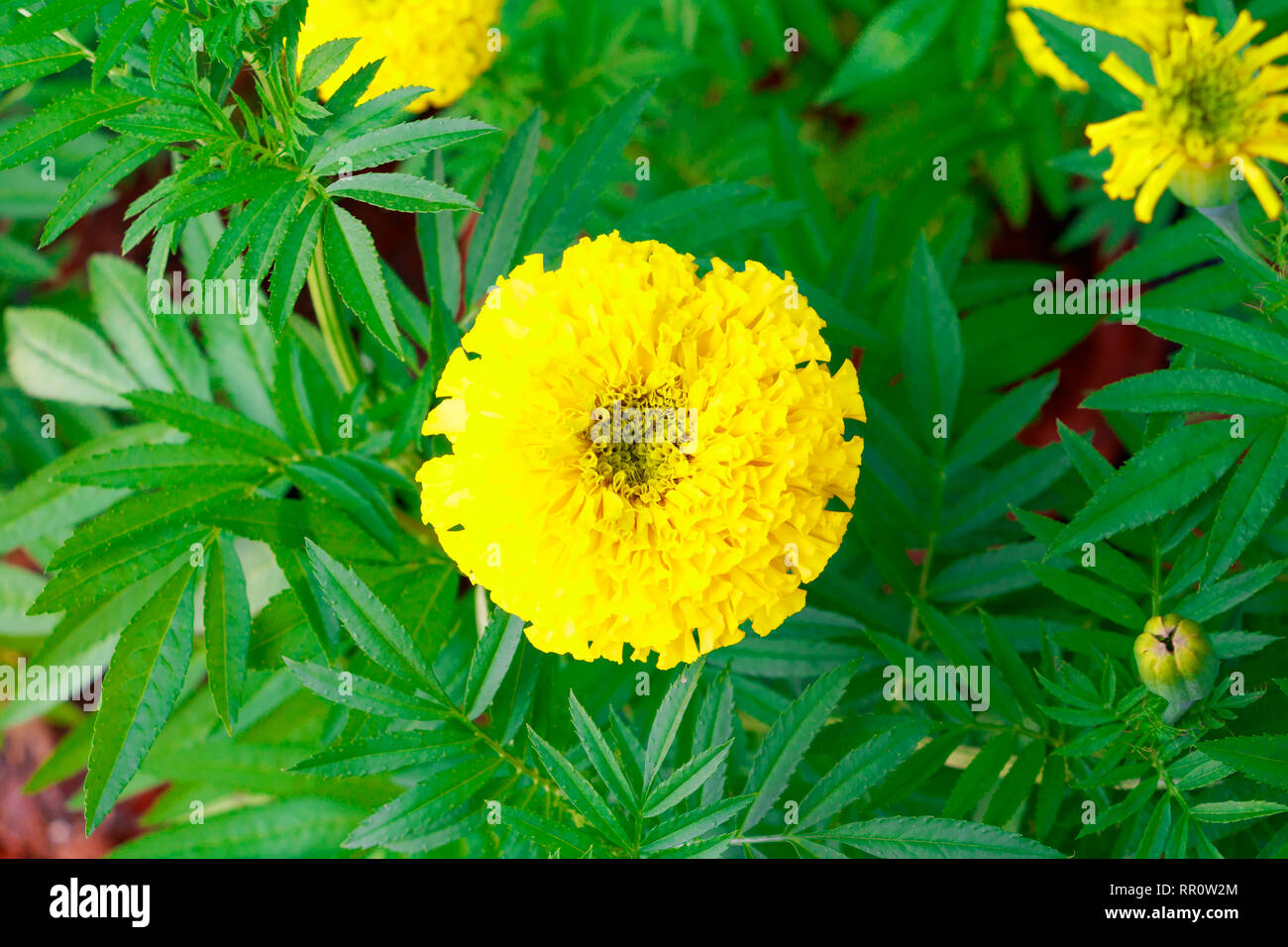 marigold flower yellow on the tree in garden beautiful background with ...