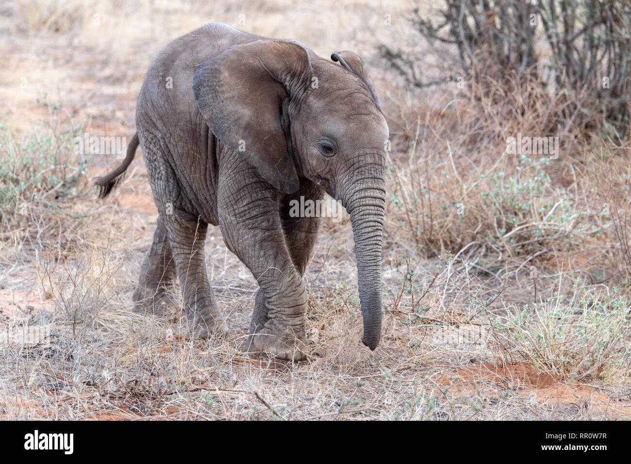African baby bush elephant (Loxodanta africana) in Kenya Stock Photo ...