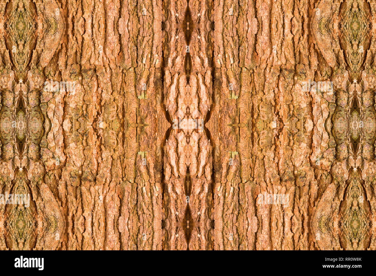 wood shell tamarind texture design seamless pattern. for background ...