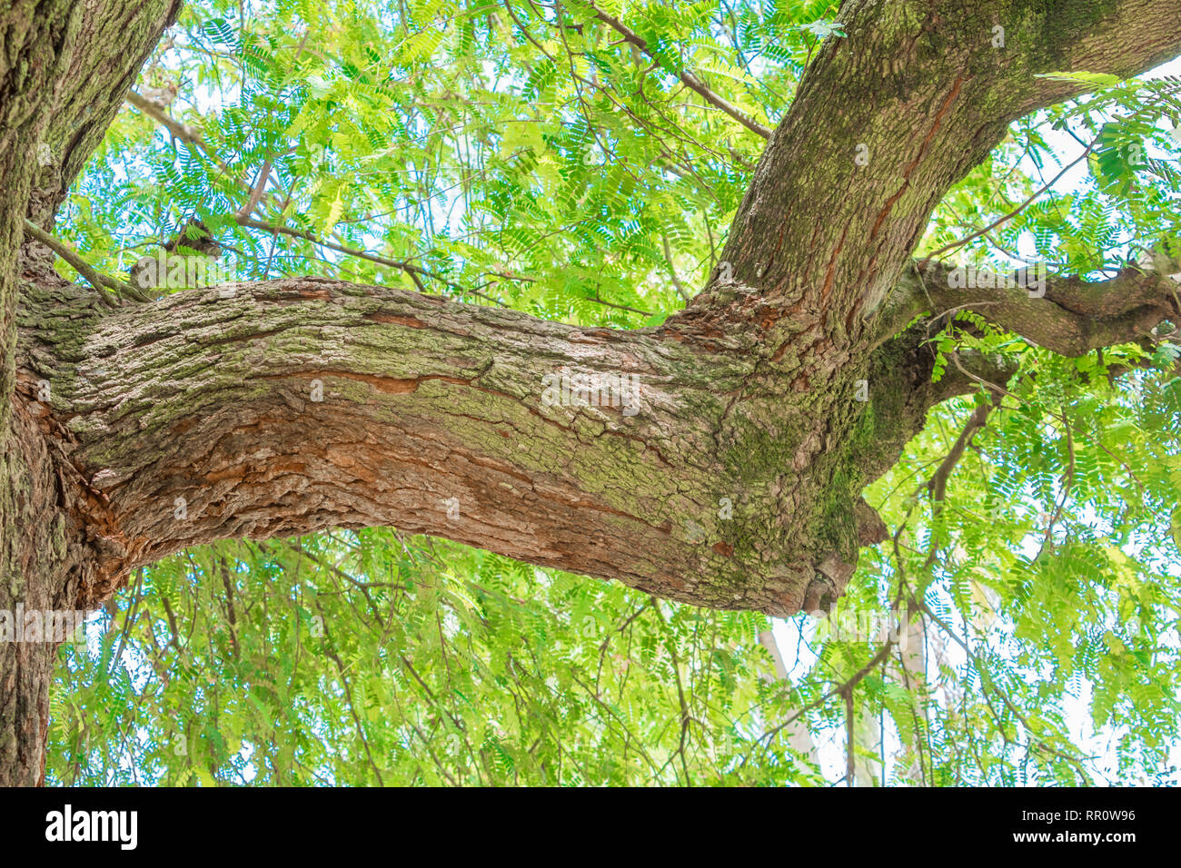 tree trunk tamarind texture pattern beautiful in the forest Stock Photo ...
