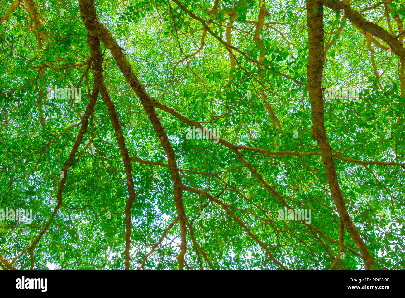 branch leaf of tree beautiful in the forest, bottom view Stock Photo ...