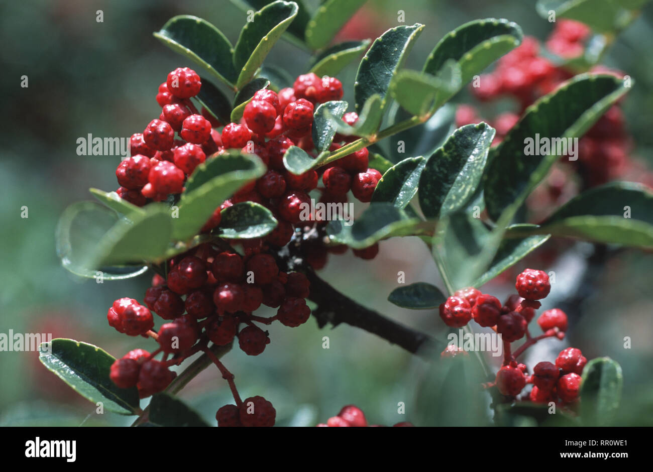 Sichuan pepper tree china hi-res stock photography and images - Alamy