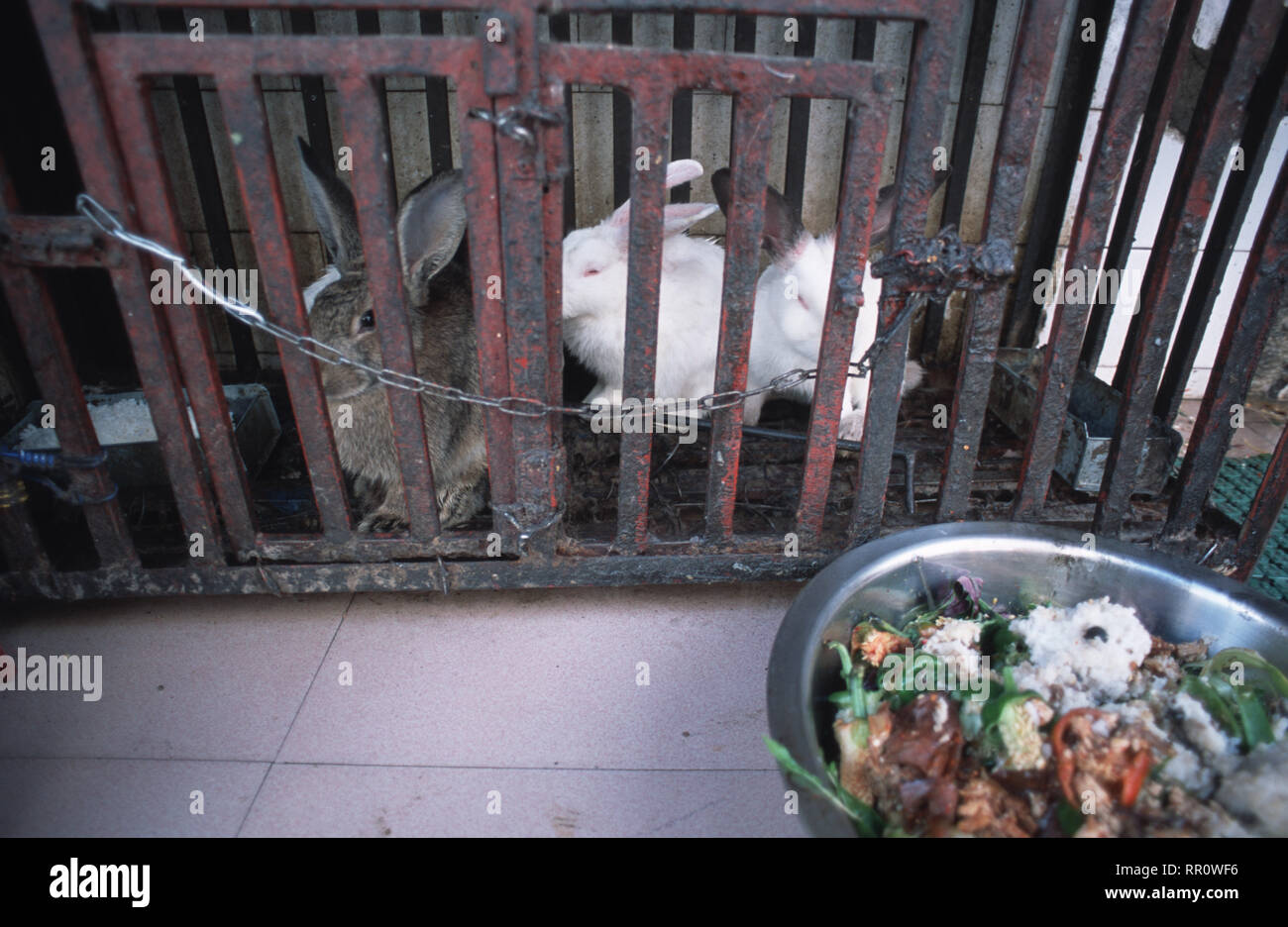 Rabbits, awaiting their fate as stew, outside a Chinese restaurant in ...