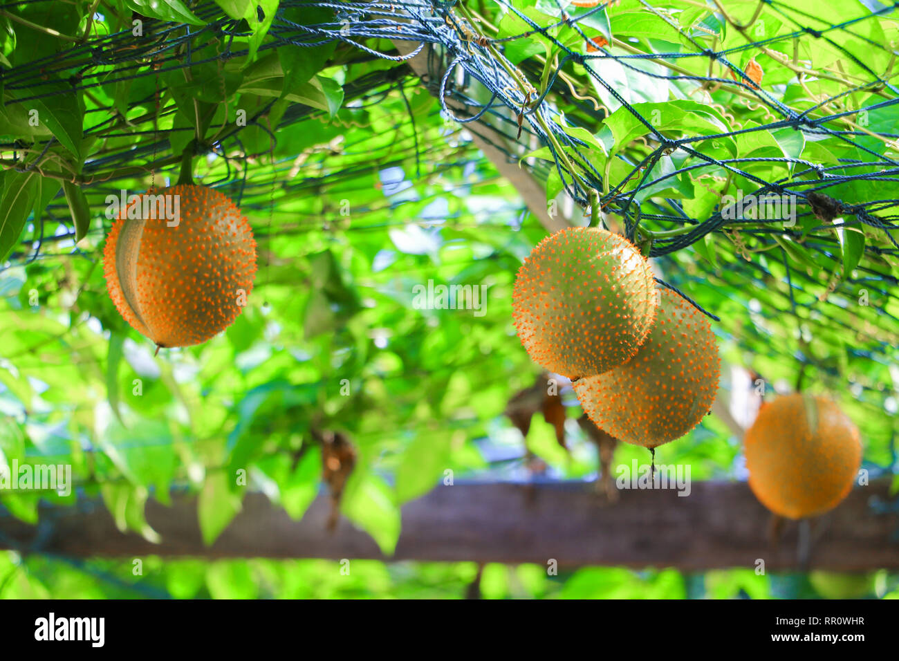 Baby Jackfruit , sweet gourd in garden.( Momordica cochinchinensis ...