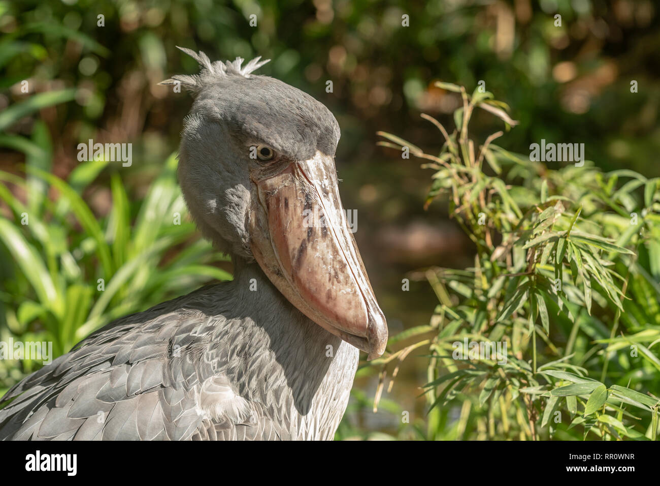 African Shoebill, Balaeniceps rex, also known as Whalehead or Shoe ...