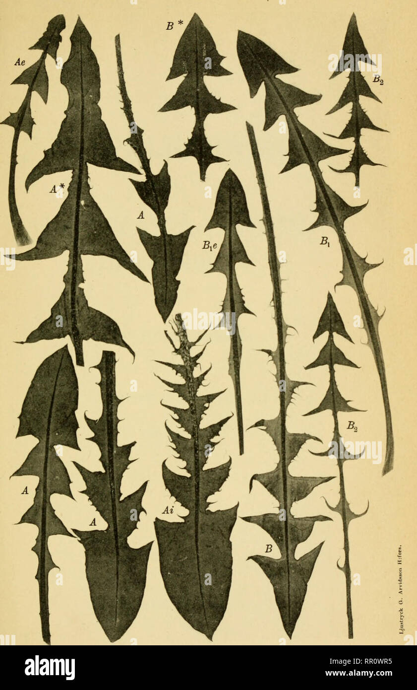 Coloration subtile hi-res stock photography and images - Alamy