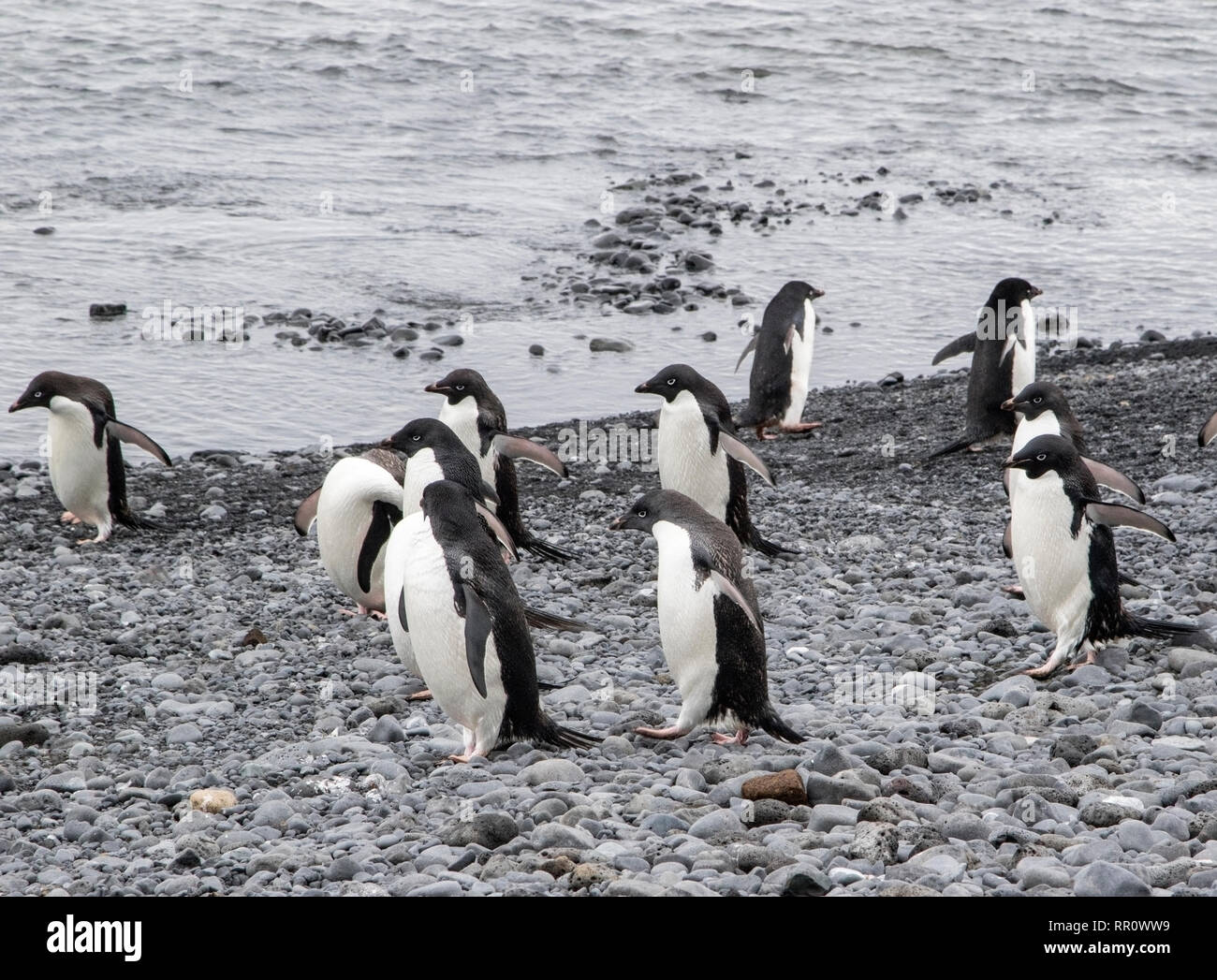 Adelie Penguins on breeding beach, Brown Bluff, Antarctica 11 January ...