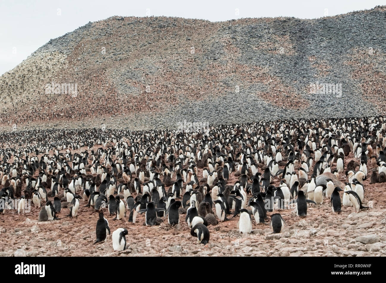 Adelie Penguin rookery, Paulet Island, Antarctica 11 January 2019 Stock ...