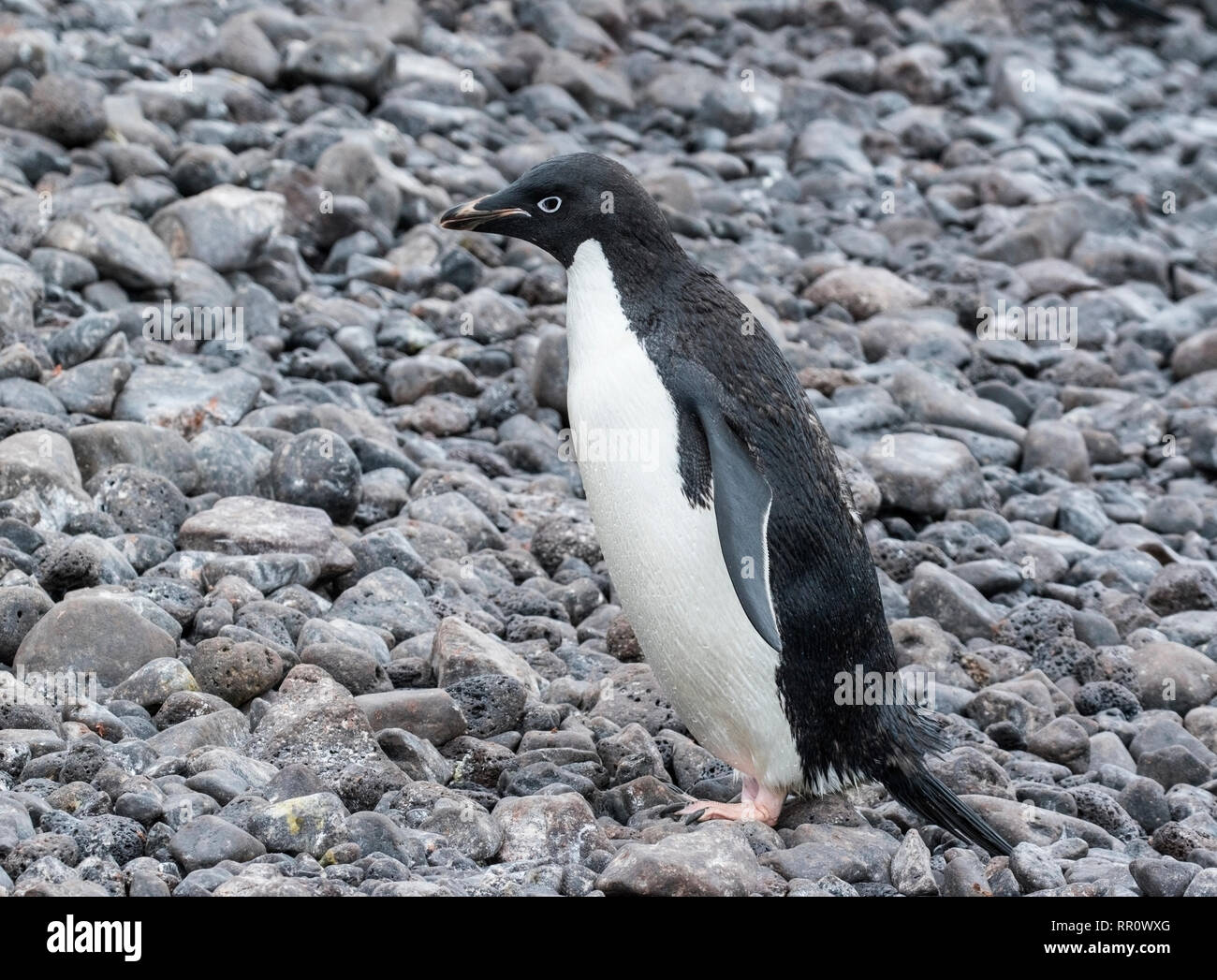Adelie Penguin rookery, Paulet Island, Antarctica 11 January 2019 Stock ...
