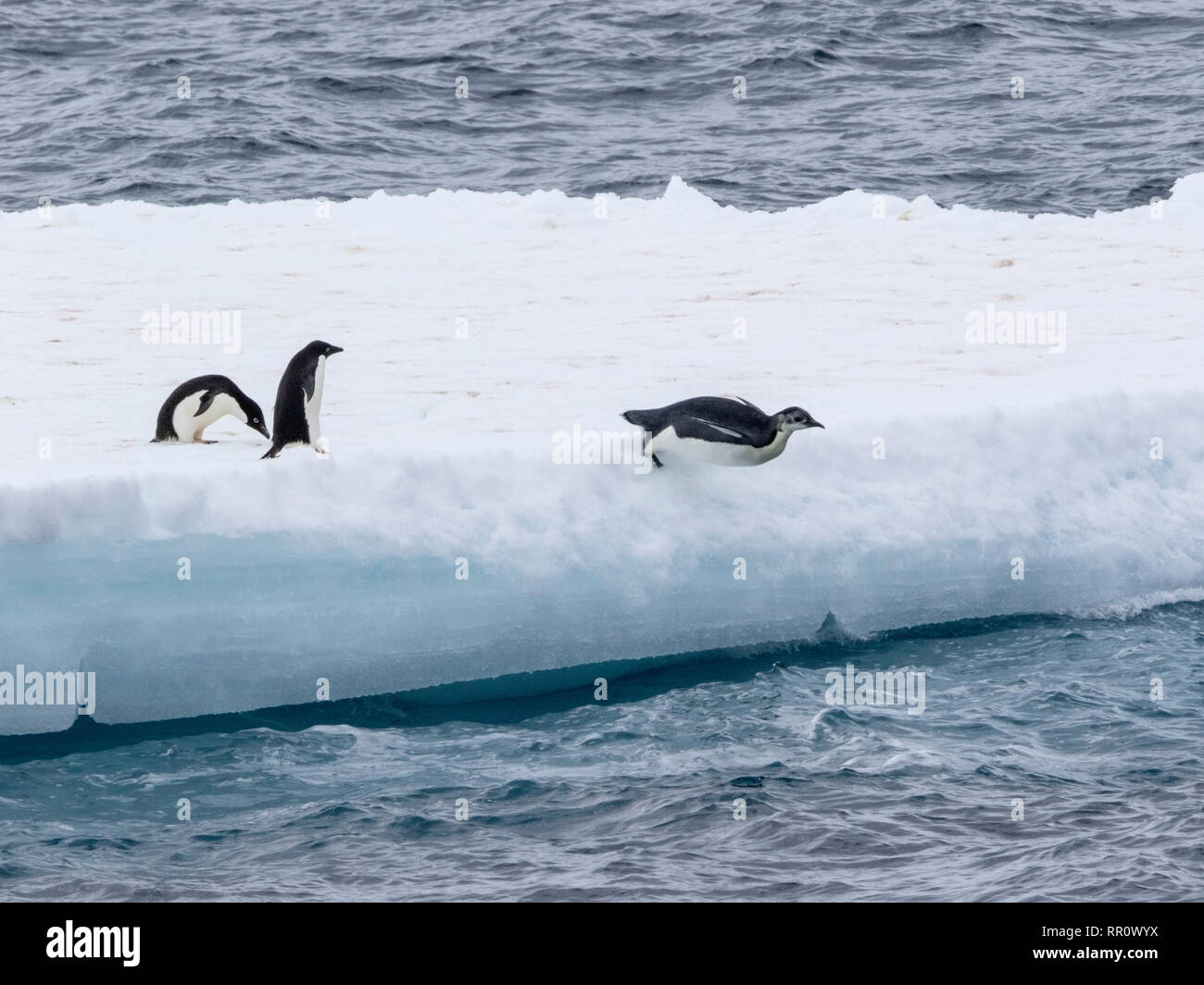 Emperor penguins jumping hi-res stock photography and images - Alamy