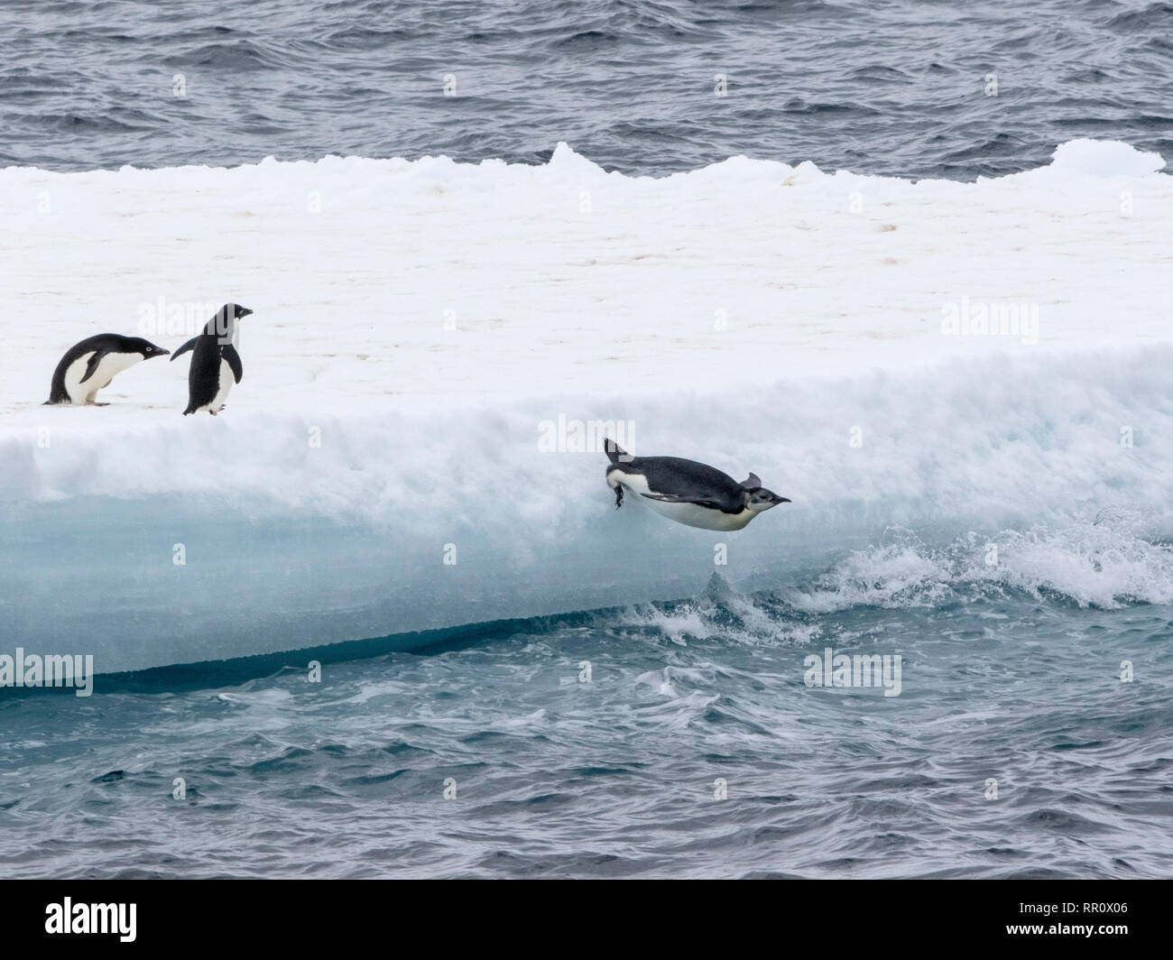 emperor penguinImmature bird jumping off iceberg near Adelie penguins ...
