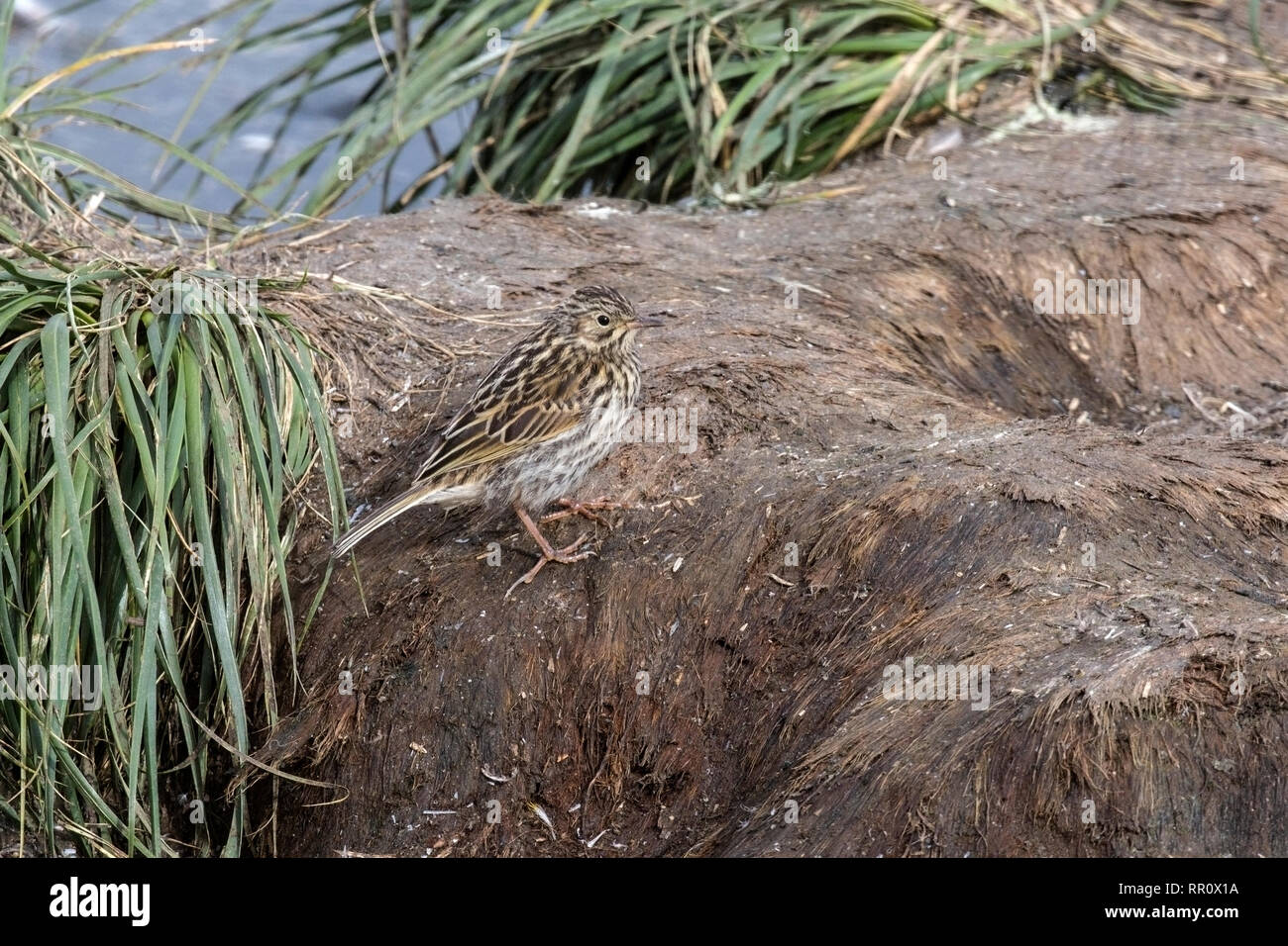 Pipts hi-res stock photography and images - Alamy