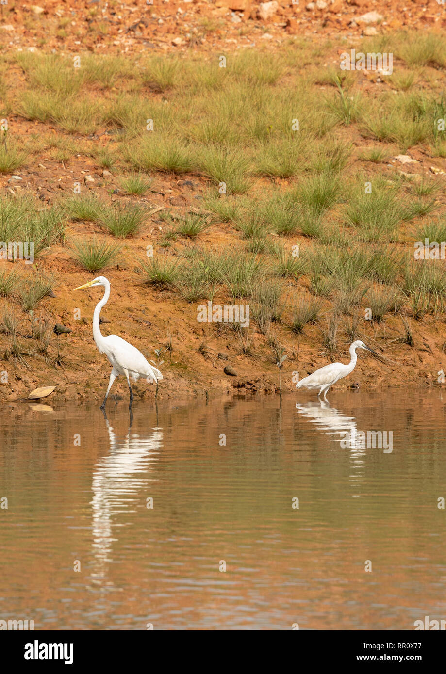 Great egret, Ardea alba, and little egret, Egretta garzetta, two birds ...