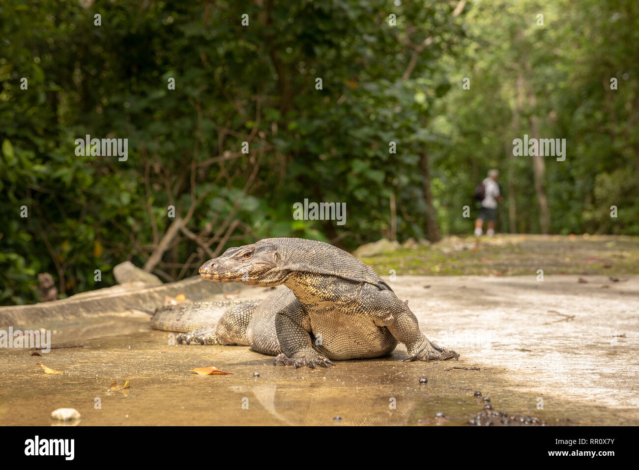 Man with monitor lizard hi-res stock photography and images - Alamy