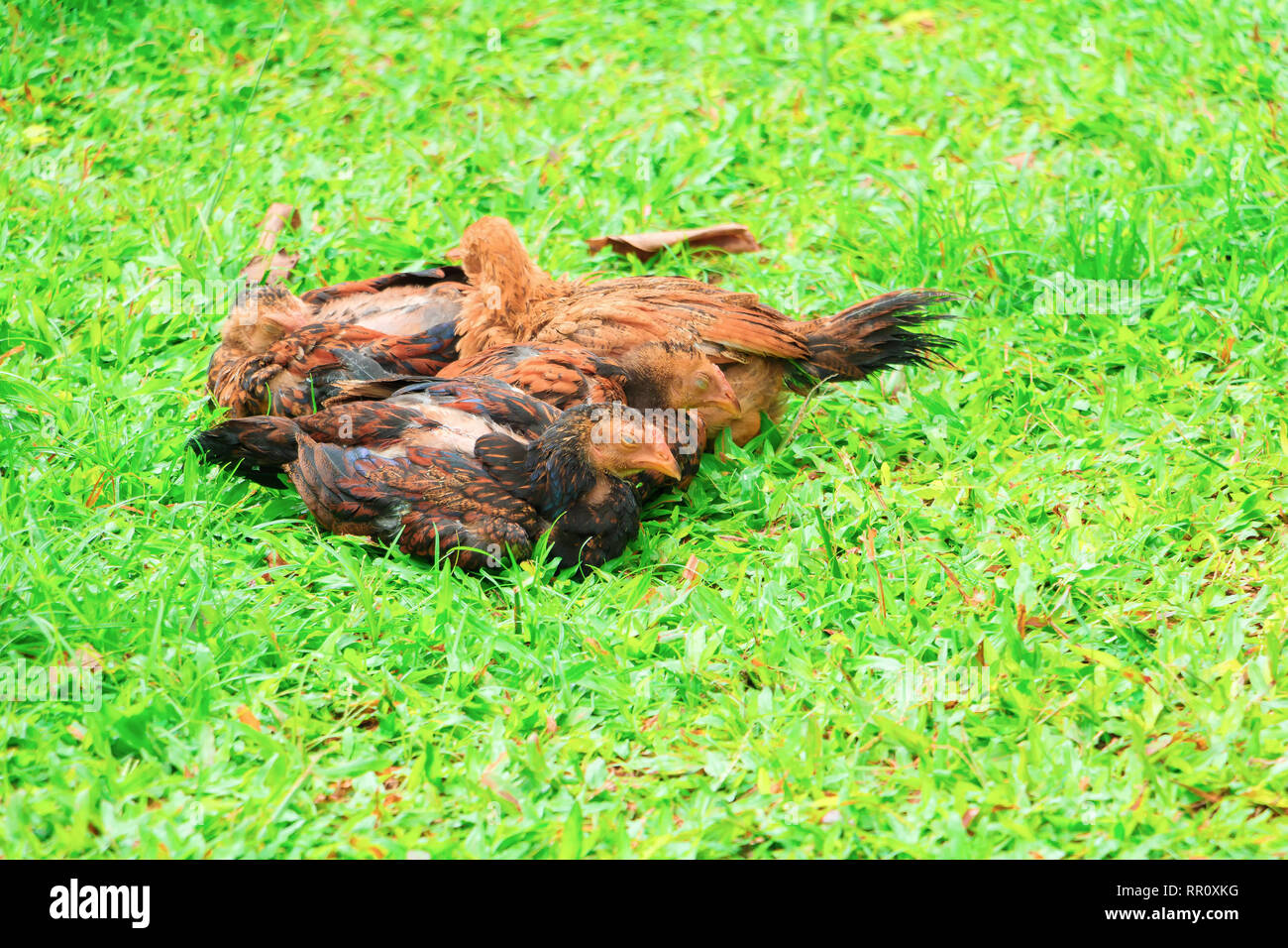 four Chicken Sleeping on green grass Stock Photo - Alamy