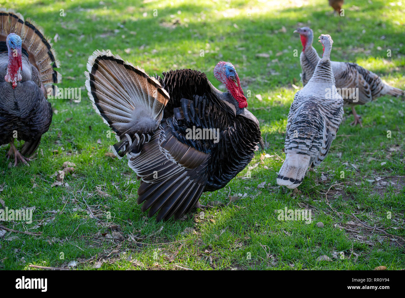 Hen Turkey Displaying High Resolution Stock Photography and Images - Alamy