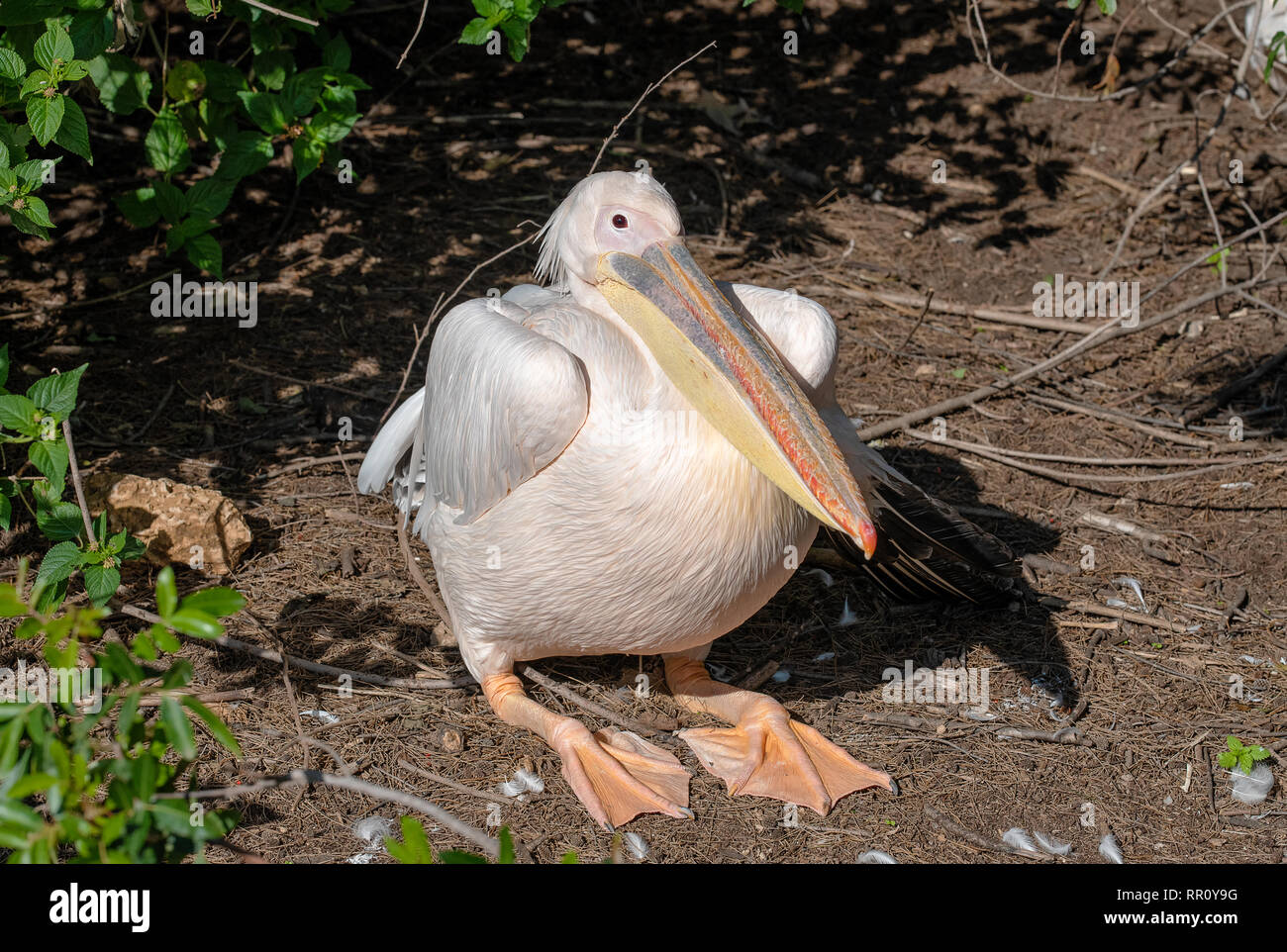 Sleeping Pelican High Resolution Stock Photography and Images - Alamy