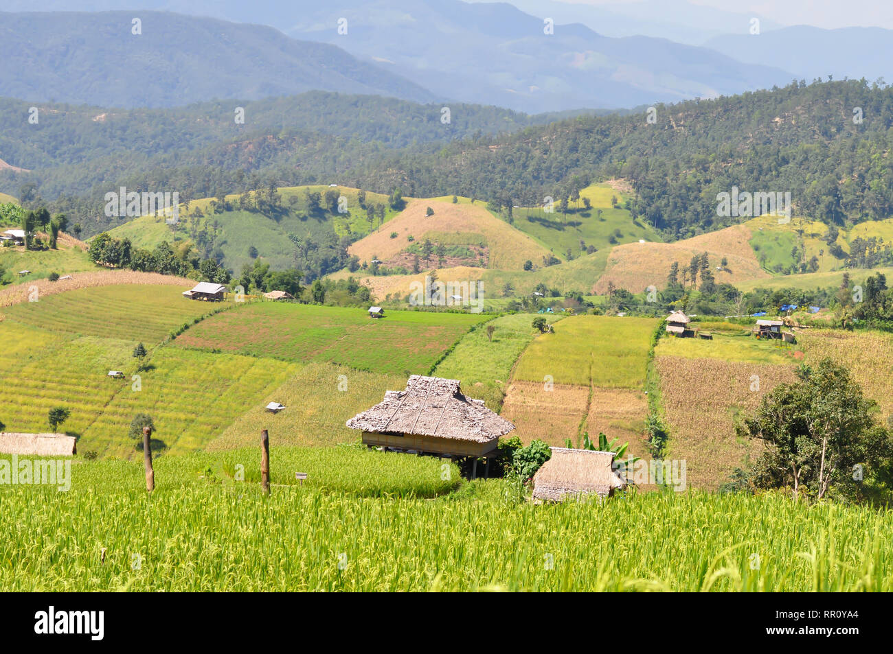 Tree house near paddy hi-res stock photography and images - Alamy
