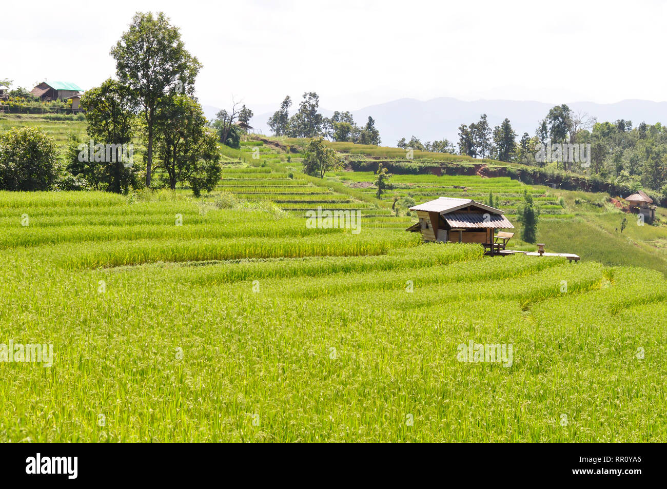 rice field or paddy field near the house Stock Photo - Alamy