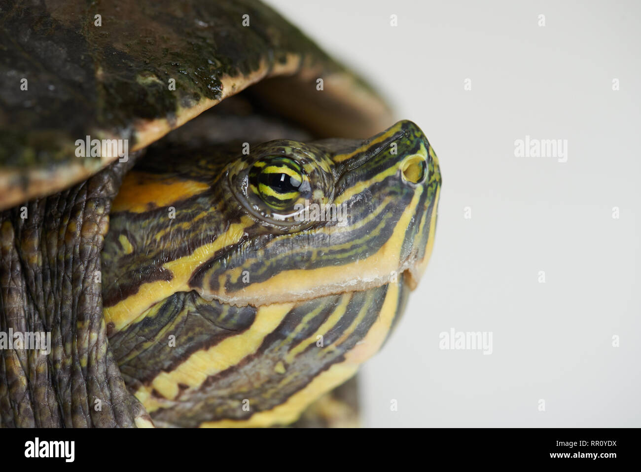Colorful eye of turtle close up view in studio Stock Photo - Alamy