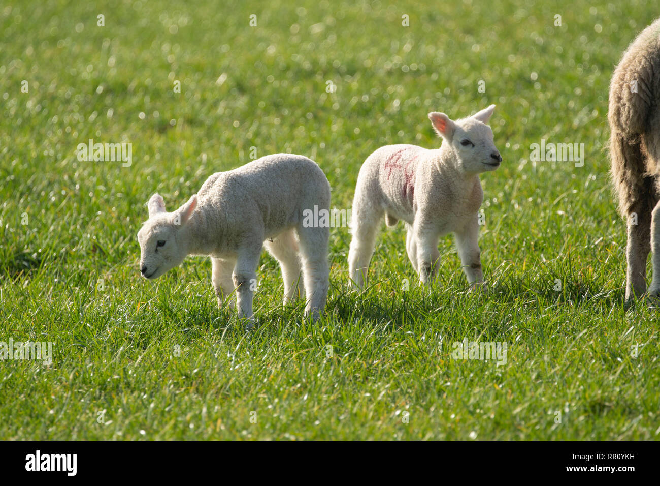 Two adorable young spring Lambs in a field, Summerbridge Nidderdale ...