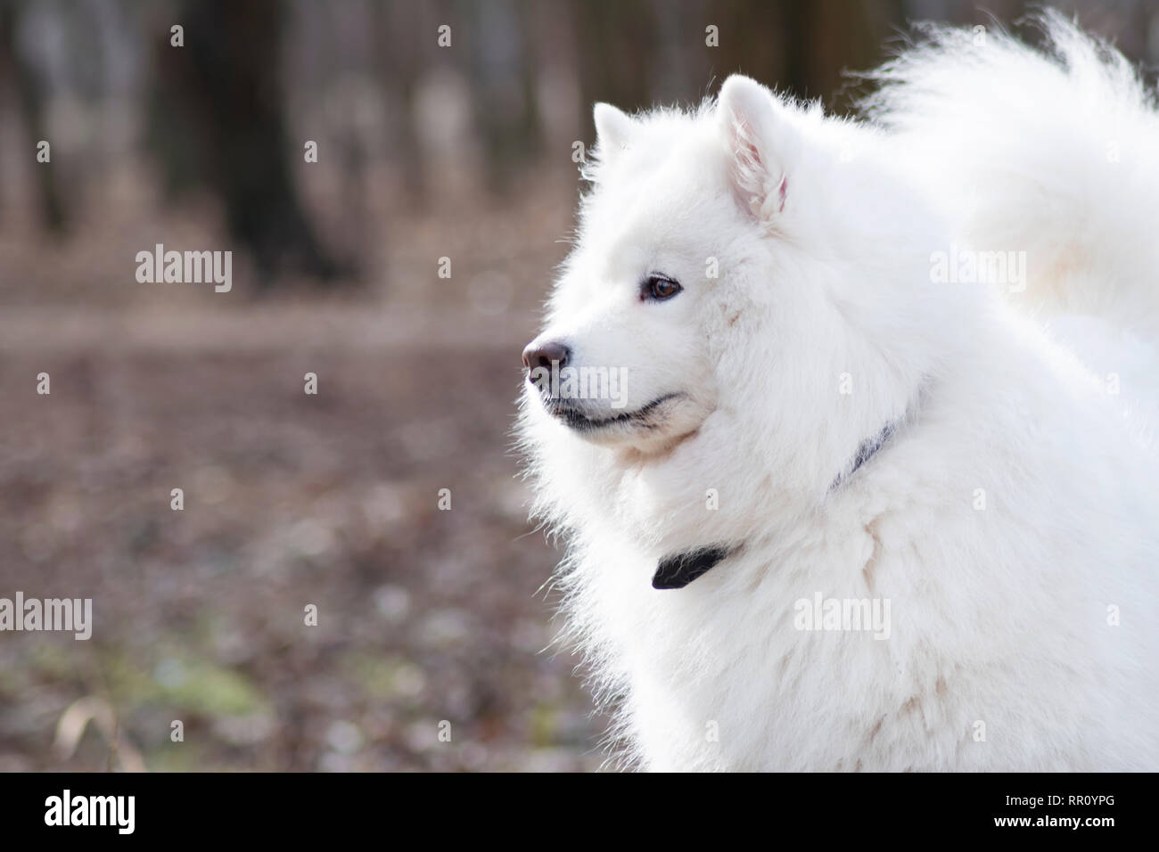 Samoyed dog with beautiful bokeh . Beautiful fluffy white dog. Amazing ...